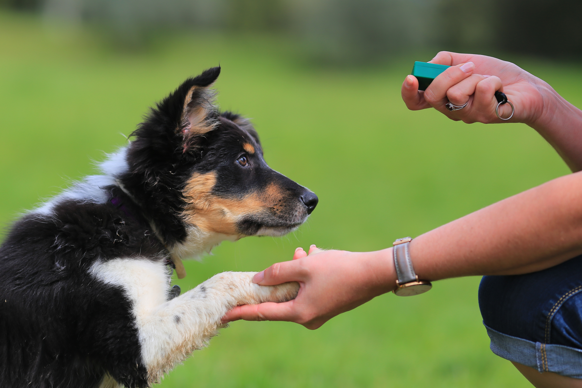 Are Your Pets Out of Control? Learn How to Train a Puppy - Men With Kids