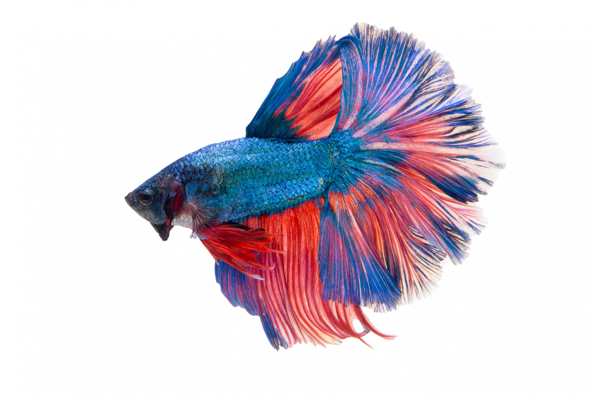 How to Take Care of a Betta Fish for Beginners - Men With Kids